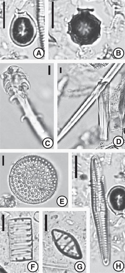 Microphotographs Of Selected Nonphytolith Silica Bodies A Smooth Download Scientific Diagram
