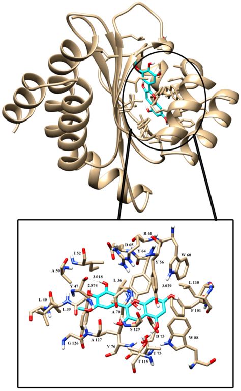 Showing Three Dimensional Structure Of Lasr Receptor Protein Secondary Download Scientific