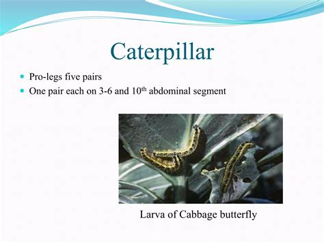 Types Of Larva Pdf