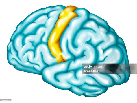 Primary Motor Cortex Precentral Gyrus The Primary Motor Cortex News Photo Getty Images