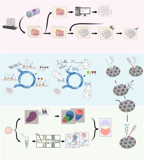 Emerging Techniques Used To Identify The Spatial Architecture Of The Download Scientific