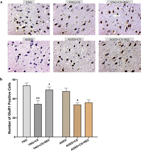 Glur1 Expression Levels Following Chronic Stress And After The Recovery