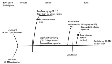 Median Nerve Course And Innervation Medchrome Images Median Nerve Course And Innervation Medchrome Images