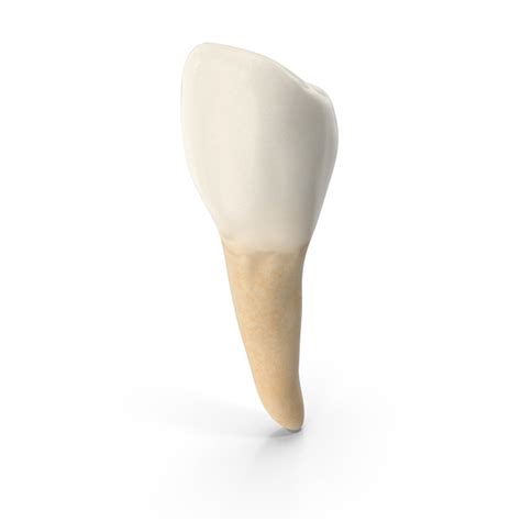 Lower Tooth First Premolar 3d Object 2420805477 Shutterstock