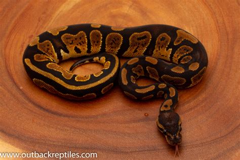 Black Granite Female G Outback Reptiles