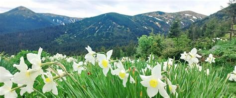 В Карпати відпочити