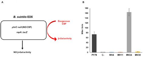 Production Of Csf Pentapeptide A Schematic Representation Of The Download Scientific Diagram