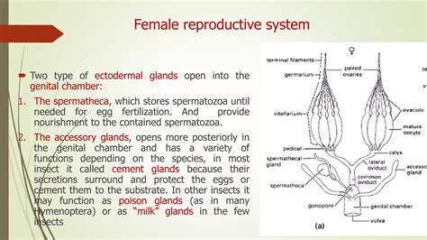 Insect Reproductive System Pptx