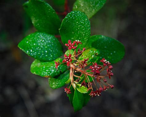 Catalina Currant Curbstone Valley