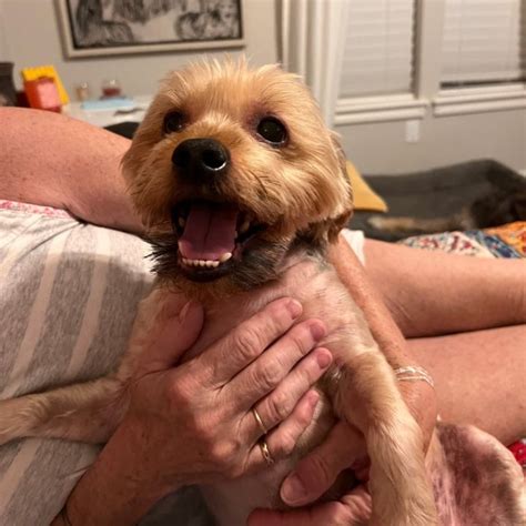 Dog For Adoption Fat Toby A Yorkshire Terrier In Houston Tx Petfinder