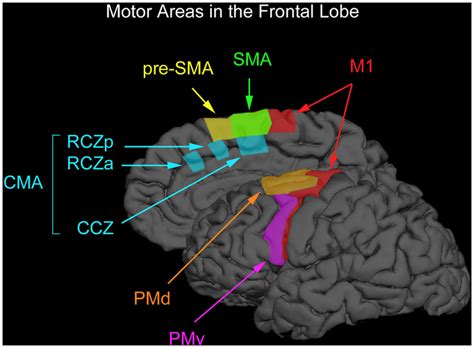 motor areas in the frontal lobe the premotor cortex consists of the