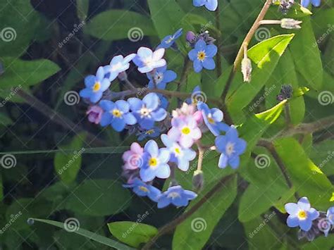 Blue Flowers Macro Tiny Flowers Nature Outdoors Blue Stock Image