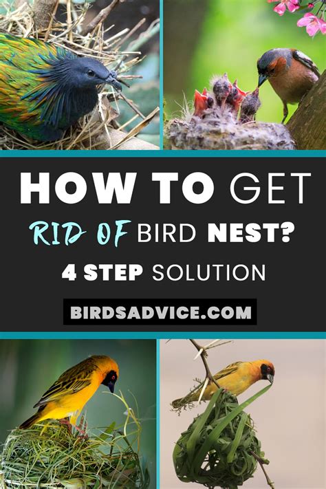 How To Get Rid Of Bird Nest 4 Step Solution Birds Advice
