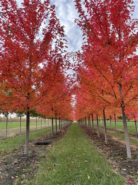 A Spectacular Fall Day Spring Grove Nursery