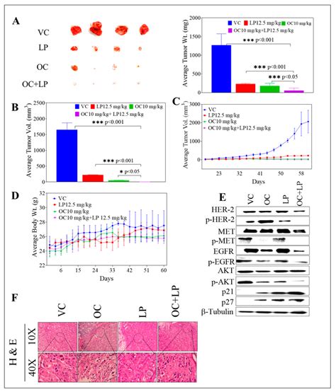 Effect Of OC LP Combination Treatment On Tumor Growth In BT BC Download Scientific Diagram