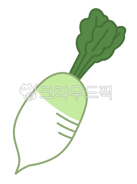 Food 음식 채소 야채 무 사진 이미지 일러스트 캘리그라피 Untow99작가