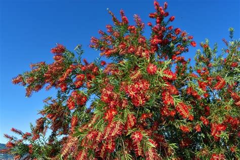 Callistemon Viminalis Egypt Green Farms