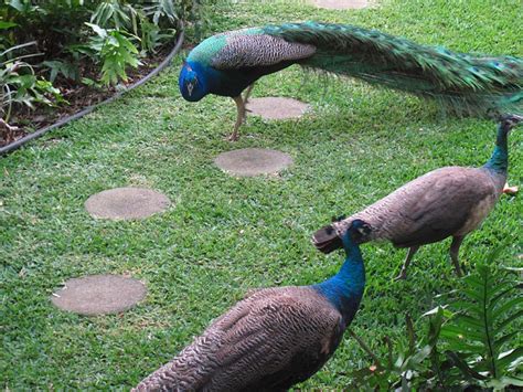 Thursdayvisiting Peacocks Pennsylvania Case Recalls Hawaii Lawsuit