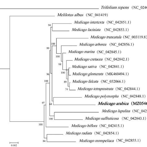 a phylogenetic tree was reconstructed using the maximum likelihood ml