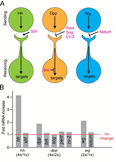 Regulated Delivery Controls Drosophila Hedgehog Wingless And