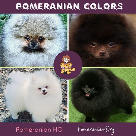 Best Food For Pomeranians Complete Feeding Guide Pomeranian Headquarters