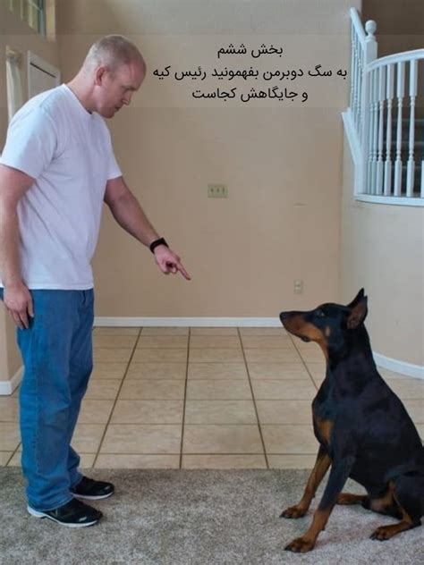 کتاب تربیت سگ دوبرمن پینچر از تولگی تا سگ نگهبان فایلpdf پت پُرس