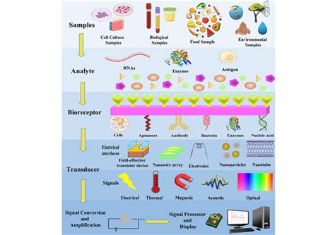 Development Of Nanobiosensors For Human Immunodeficiency Virus Detectiona Mini Review