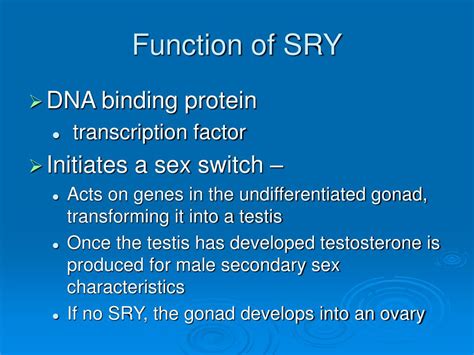Protein Function Of Sry At Hunter Langham Blog