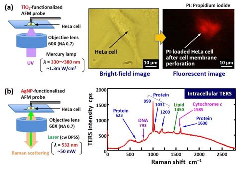 Seeing And Manipulating Functions Of Living Cells