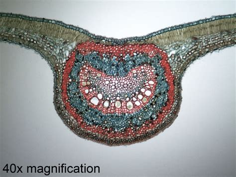 Ficus Syringa Lilac Dicot Leaf Prepared Slide Cs