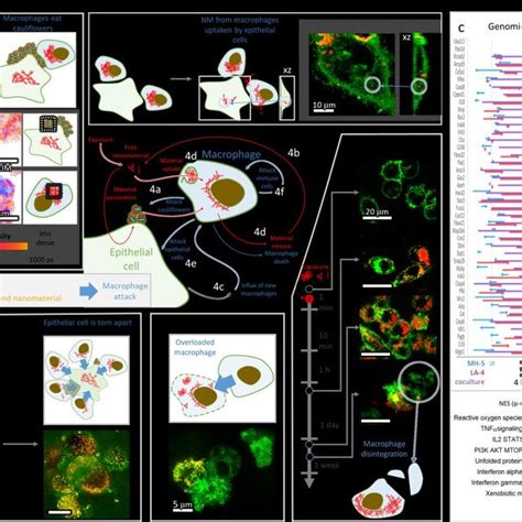The Cycle Of Uptake Passivation And Release In Nanomaterial Exposed Download Scientific