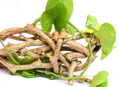 Unlocking The Healing Powers Of Giloy A Comprehensive Overview Askmeall