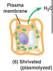 Diffusion Through A Membrane Lab Flashcards Quizlet