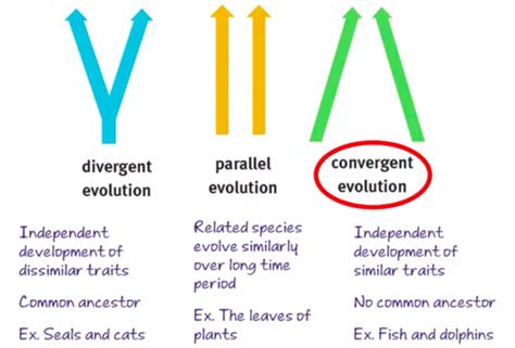 Parallel Evolution Examples Parallel Evolution An Overview