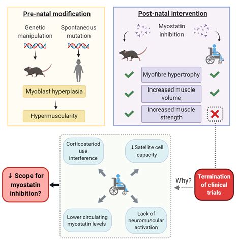 Myostatin Deficiency Symptoms Myostatin Related Muscle Hypertrophy