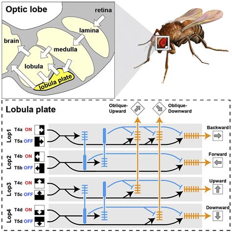 Drosophila Melanogaster Facts At Betty Watkins Blog
