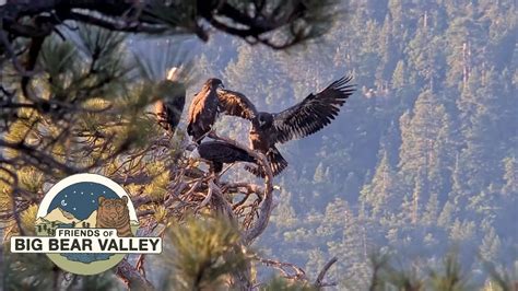 Big Bear Bald Eagle Live Nest Cam 2 Wide View Youtube