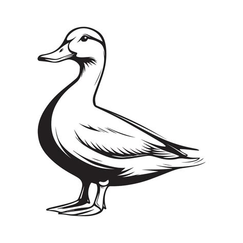 Ducks Clipart Black And White