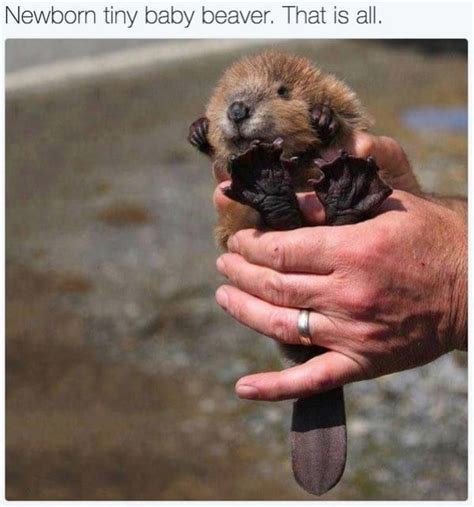 A Person Holding A Baby Beaver In Their Hand With The Caption That Reads When You