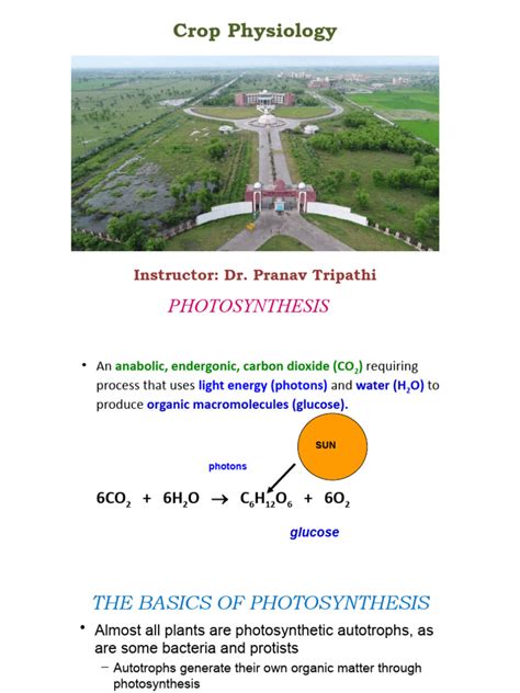 Lecture Photosynthesis Cp Pdf Photosynthesis Chloroplast