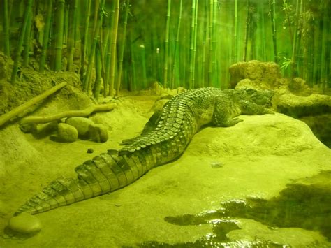Siamese crocodile (Crocodylus siamensis) - ZooChat