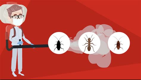 Cockroaches — Kenneys Pest Control