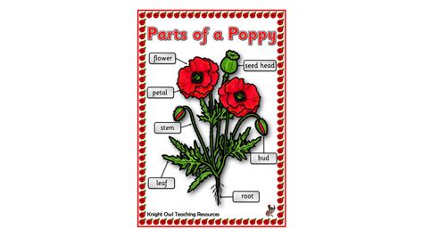 Parts Of A Poppy Plant Poster