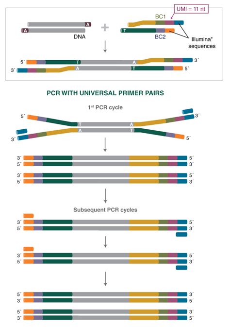 Nebnext® Multiplex Oligos For Illumina® Unique Dual Index Umi Adaptors Dna Set 1 Neb