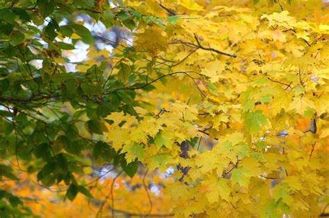 Free Picture Leaves Yellowish Leaves Green Leaves Leaf Plants Flora Nature Autumn Fall