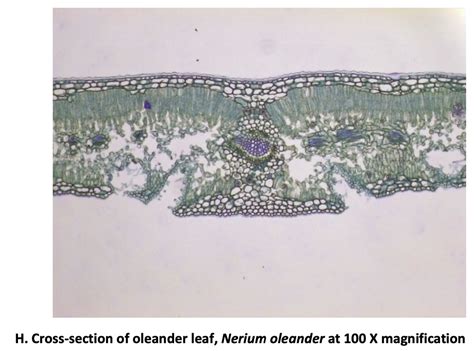 Solved H Cross Section Of Oleander Leaf Nerium Oleander At 100 X