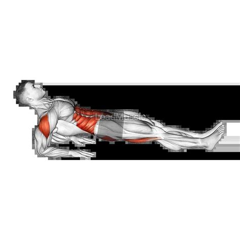 Reverse Plank Exercise Guide Loadmuscle