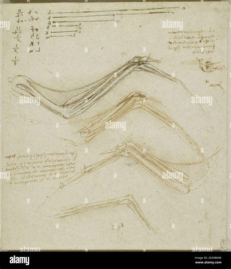 Leonardo Da Vinci The Bones And Muscles Of A Birds Wing C1512 13