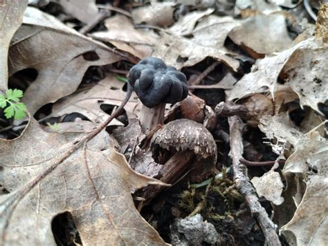 Lil Rando Bub Any Clues R Foraging