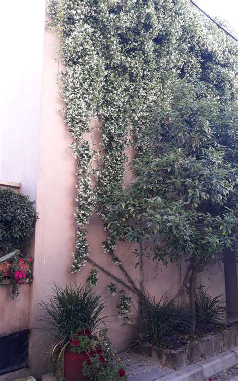 уютненькая стена дома в Тель Авиве